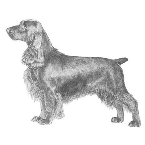 Field Spaniels