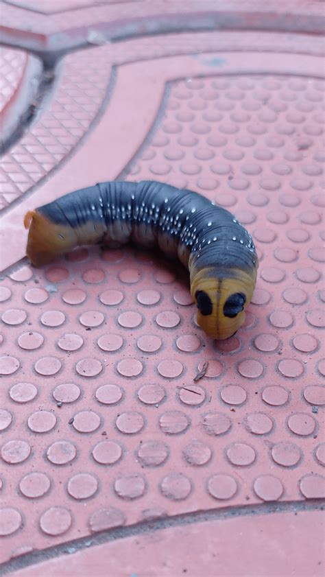 Mooshi Rwhatsthisbug