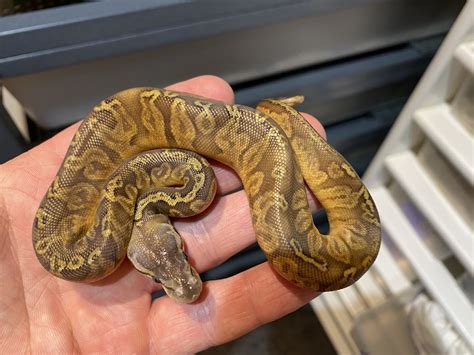 Sunset Ball Python Traits Morphpedia