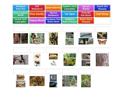 Forestry Pests And Diseases Une Las Parejas