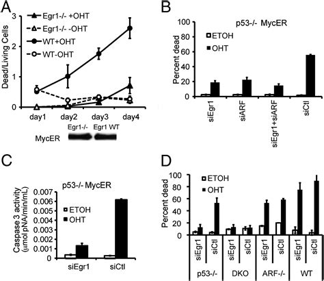 Egr1 Mediates P53 Independent C Mycinduced Apoptosis Via A