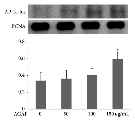 Effect Of Agaf On The Expression Of Nuclear Transcription Factors In