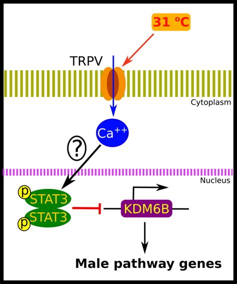 Capstat3kdm6b Temperature And Sex Determination