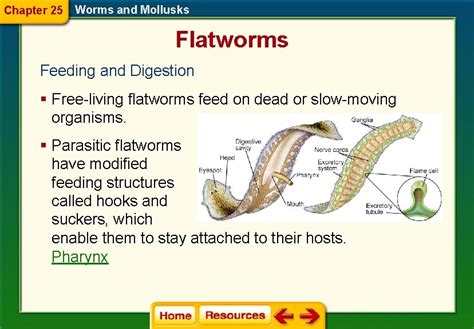 Chapter 25 Worms And Mollusks Flatworms Phylum Platyhelminthes