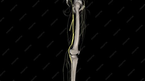Premium Photo The Common Peroneal Nerve Is The Smaller And Terminal