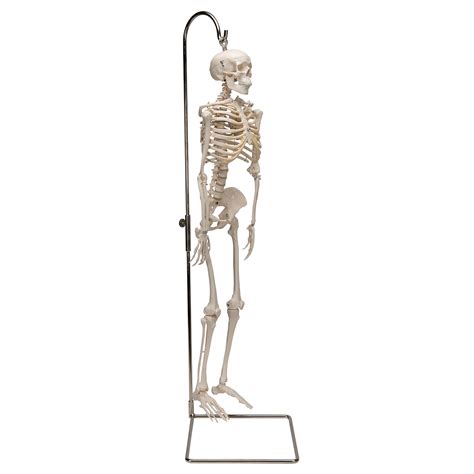 Mini Human Skeleton Model Shorty On Hanging Stand Half Natural Size