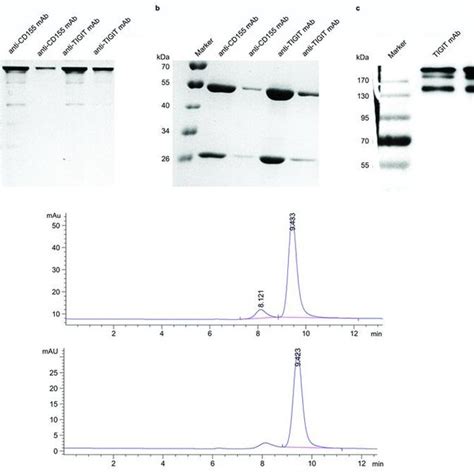 Construction Of Expression Vector Pcdna3 4 Expression Vector Map Download Scientific Diagram