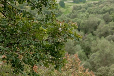 Jonge Twijgen Van Eik Met Eikels Na Een Regen Door Een Groot Plan Op Een Achtergrond Het