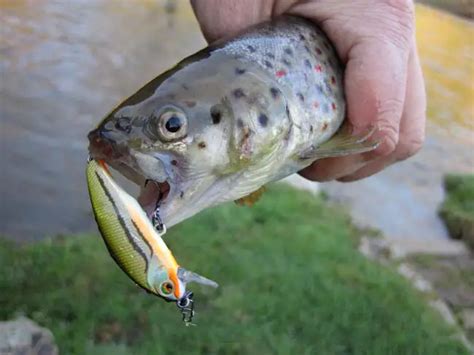 Truites Ternin 140413 5