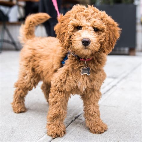 Grown Mini Goldendoodle