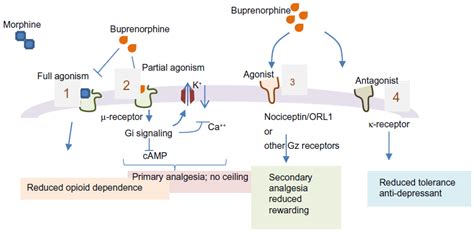Buprenorphine An Attractive Opioid With Underutilized Potentia Jpr