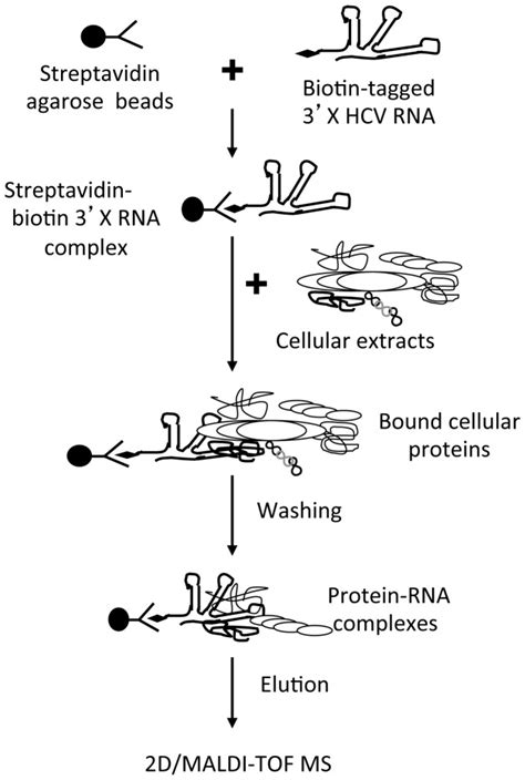 Cell Extracts Were Prepared From 293t Huh75 And Clone B Cells And