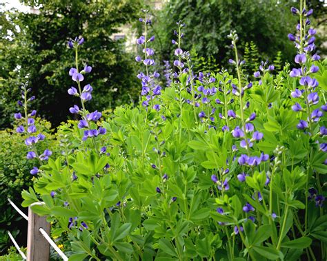 Baptisia Australis Blue False Indigo Bare Roots Buy False Lupine