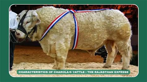 Exploring To Charolais Cattle Breed Origin And Characteristics Of