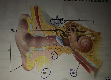 Anatomy Pratical Ear Part 1 Diagram Quizlet