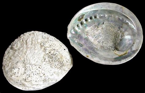 Inside Of Abalone Shell