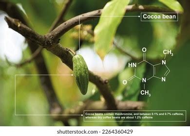 Structure Theobromine Cocoa Beans Contain Theobromine Stock