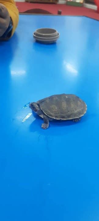 Cute Turtle Ytshorts Shorts Short Shortsfeed Shortvideo