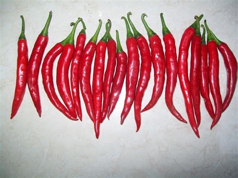 Cara Menanam Dan Budidaya Cabai Merah Pertanian