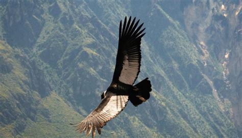 Andean Condor A Bird Of Unique Greatness The Peninsula Qatar
