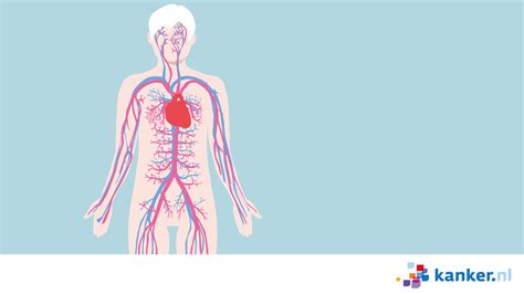 Uitzaaiingen Via Het Bloed