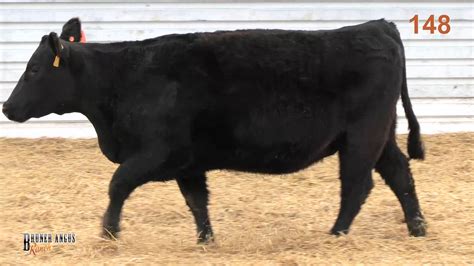 Lot 148 Bruner Angus Ranch Annual Angus Bull Sale Dvauction