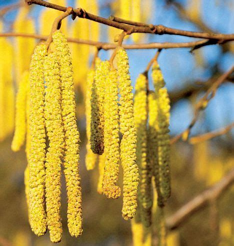 Hazelnut Tree Flowers