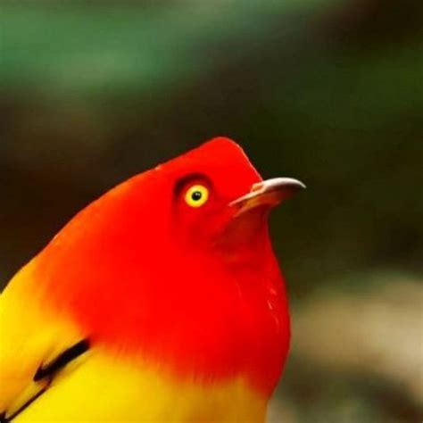 Flame Bowerbird A Fire Like Beauty