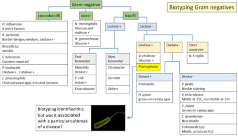 Lecture 12 Flashcards Quizlet