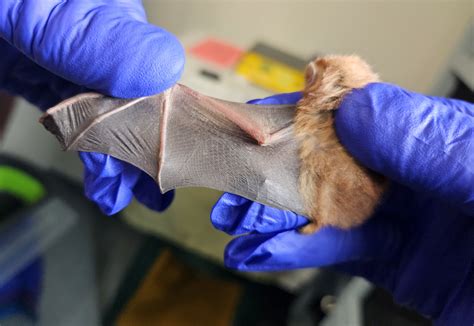 Dane County Humane Society Bat Rehabilitation Resumes At Dchss