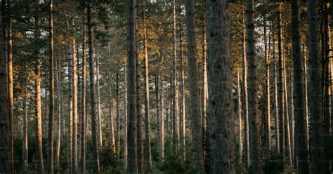 키 큰 나무가 많이 우거진 숲 사진 Unsplash의 숲 이미지