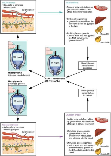Pancreas Heterocrine Gland — Lesson Science Cbse Class 10