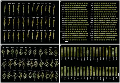 Comparison Of Main Agronomic Traits And Identification Of Important