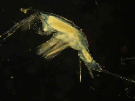 Can You Identify This Harpacticoid Copepod