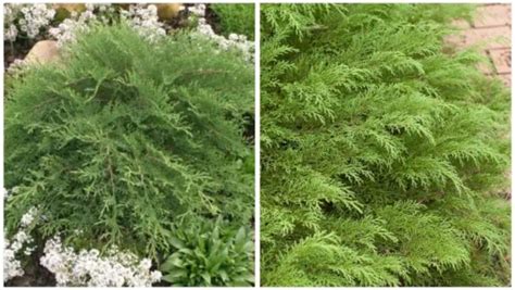 14 Different Types Of Cypress Trees And Their Identifying Features