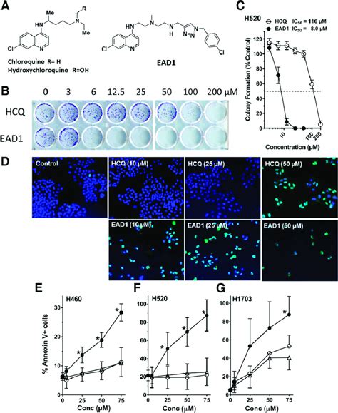 Effect Of Ead1 On Cell Proliferation And Apoptosis A Structure Of