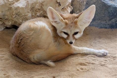 3 000 Free Fennec Foxes And Fox Images Pixabay
