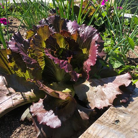Red Iceberg Lettuce Revival Seeds