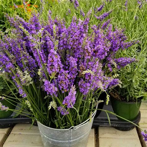 How Far Apart Should You Plant Lavender This Method Will Give You