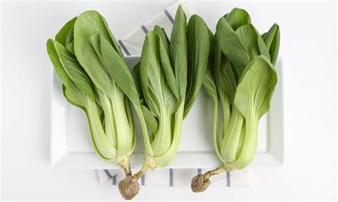 Jual Pakcoy Hidroponik Segari Di Jadetabek Gratis Ongkir Segari