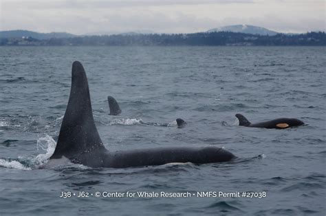 Center For Whale Research Center For Whale Research