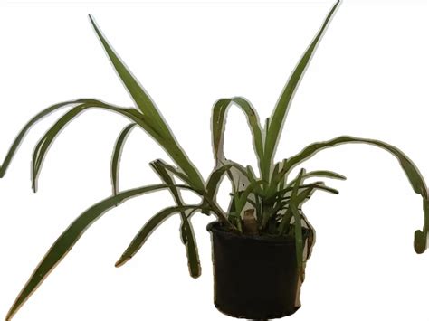 AnaÇ Odot Fİdesİ Maralfalfa Turhan Kendirli