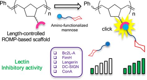 Romp Based Glycopolymers With High Affinity For Mannose Binding Lectins