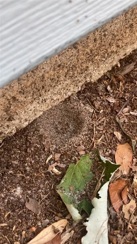 What Is This Burrowing Bug Rwhatsthisbug