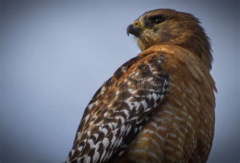San Francisco Golden Gate Park Hawk Lurking Stock Image Image Of Gate