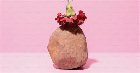 분홍색 배경에 꽃이 있는 바위 사진 Unsplash의 최소 이미지
