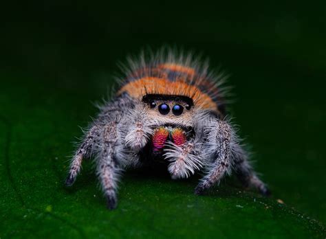 Phidippus Regius The Spider Shop