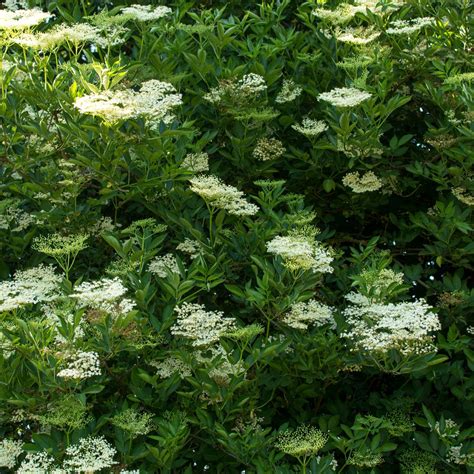 Elder Edibility Uses And Where To Find It