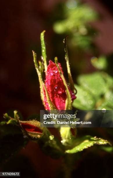 Daniel Hebert Photos And Premium High Res Pictures Getty Images