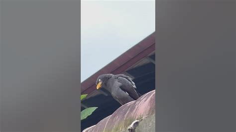 Cute Myna Youtube